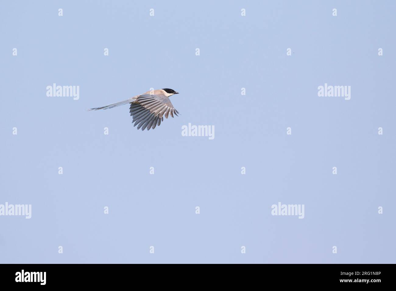 Asian Azure-winged Magpie (Cyanopica cyanus cyanus), Russia (Baikal ...
