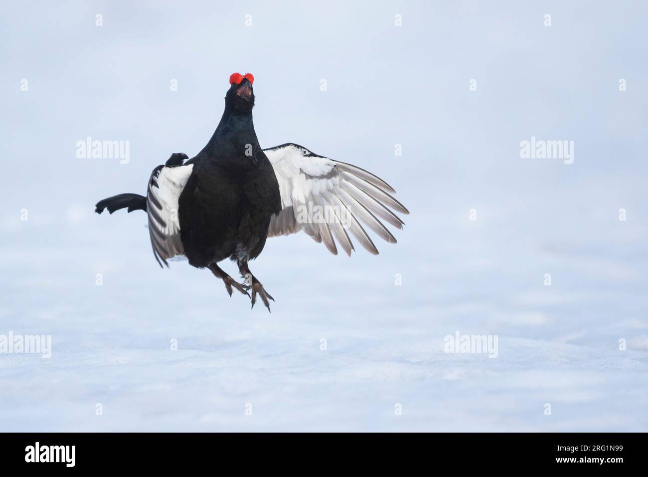 Adult male Black Grouse (Lyrurus tetrix tetrix) at a lek in Germany ...