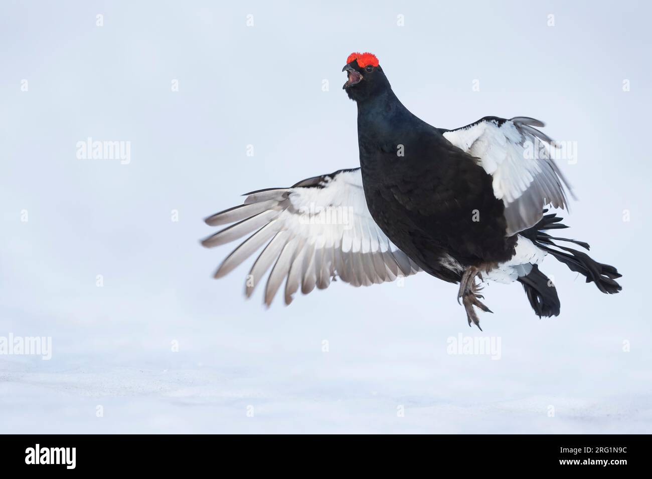 Adult male Black Grouse (Lyrurus tetrix tetrix) at a lek in Germany ...