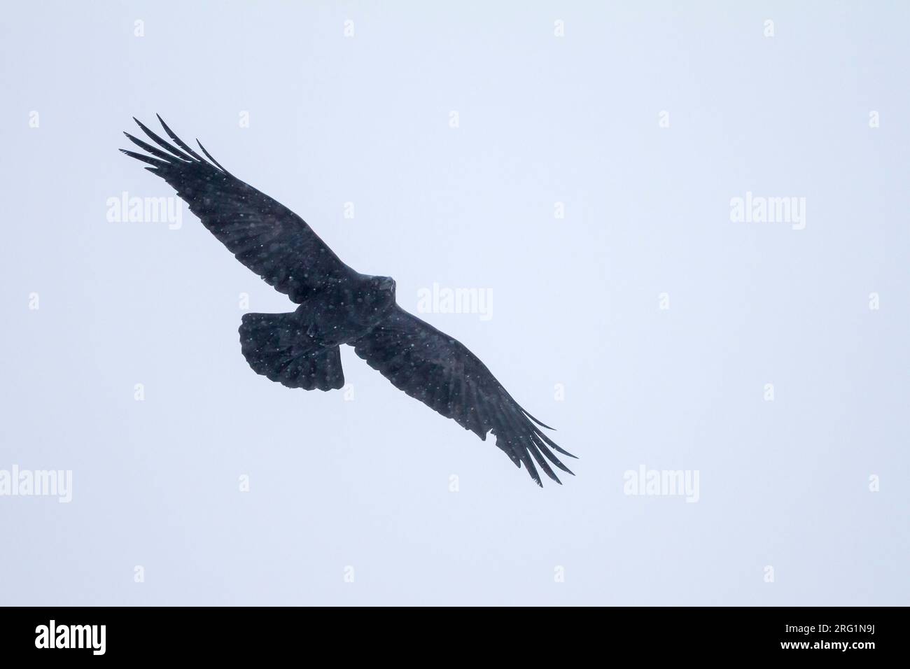 Common Raven (Corvus corax ssp. corax) in flight in a snow storm in ...