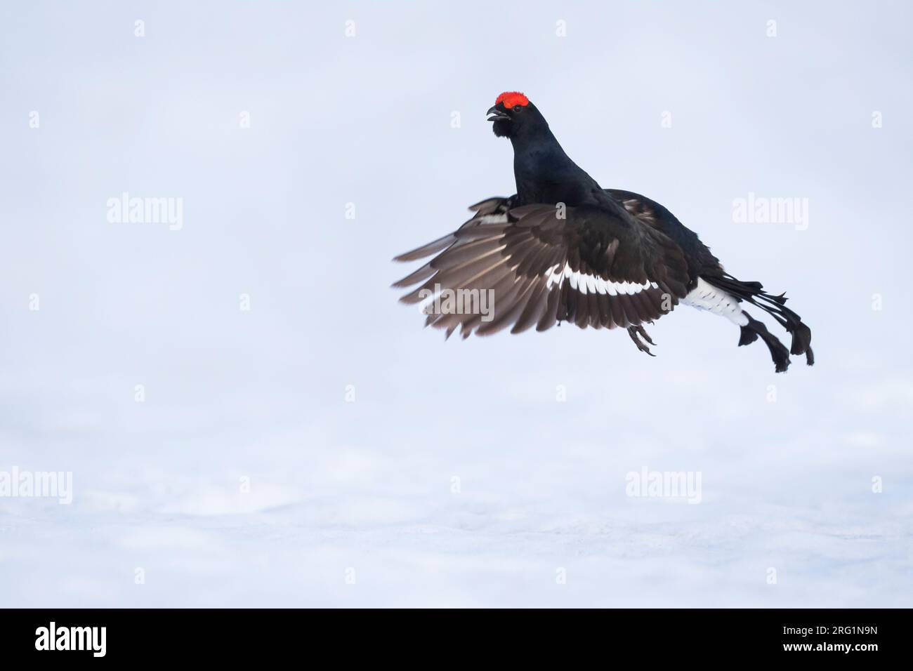 Adult male Black Grouse (Lyrurus tetrix tetrix) at a lek in Germany ...