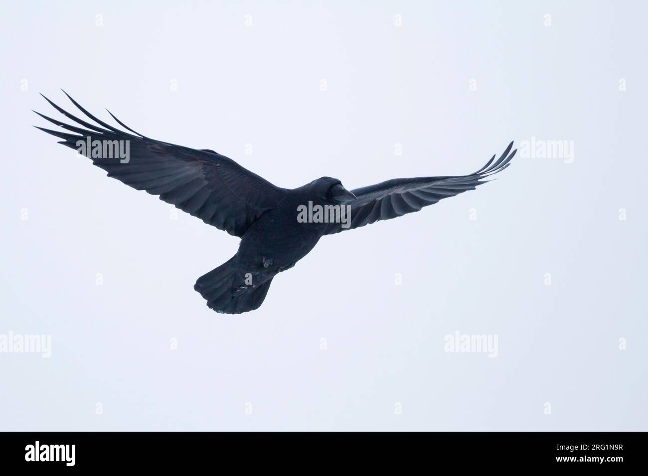Common Raven (Corvus corax ssp. corax) in flight in a snow storm in ...