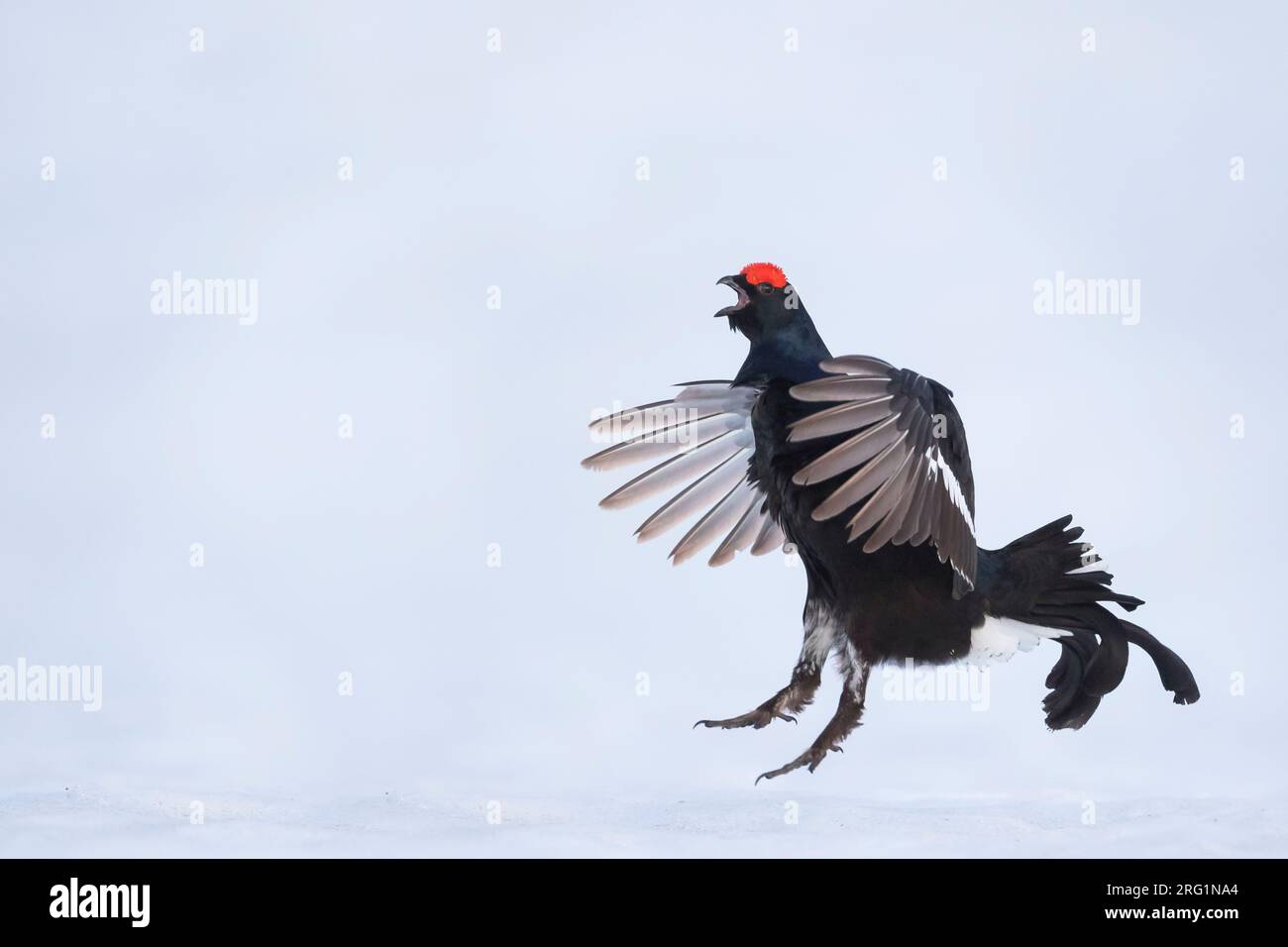Adult male Black Grouse (Lyrurus tetrix tetrix) at a lek in Germany ...