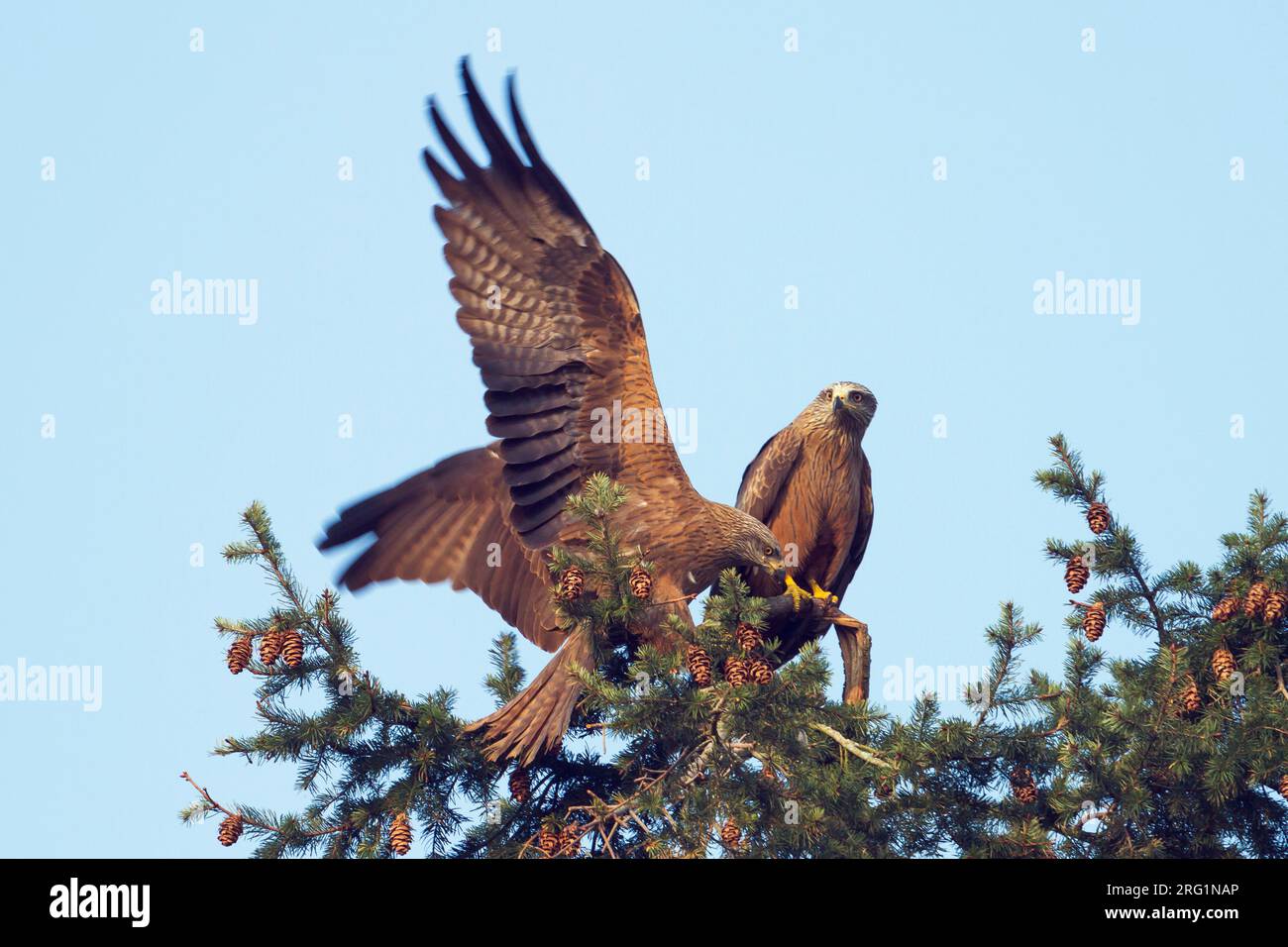 Pair of (Western) Black Kite (Milvus migrans ssp. migrans), Germany ...