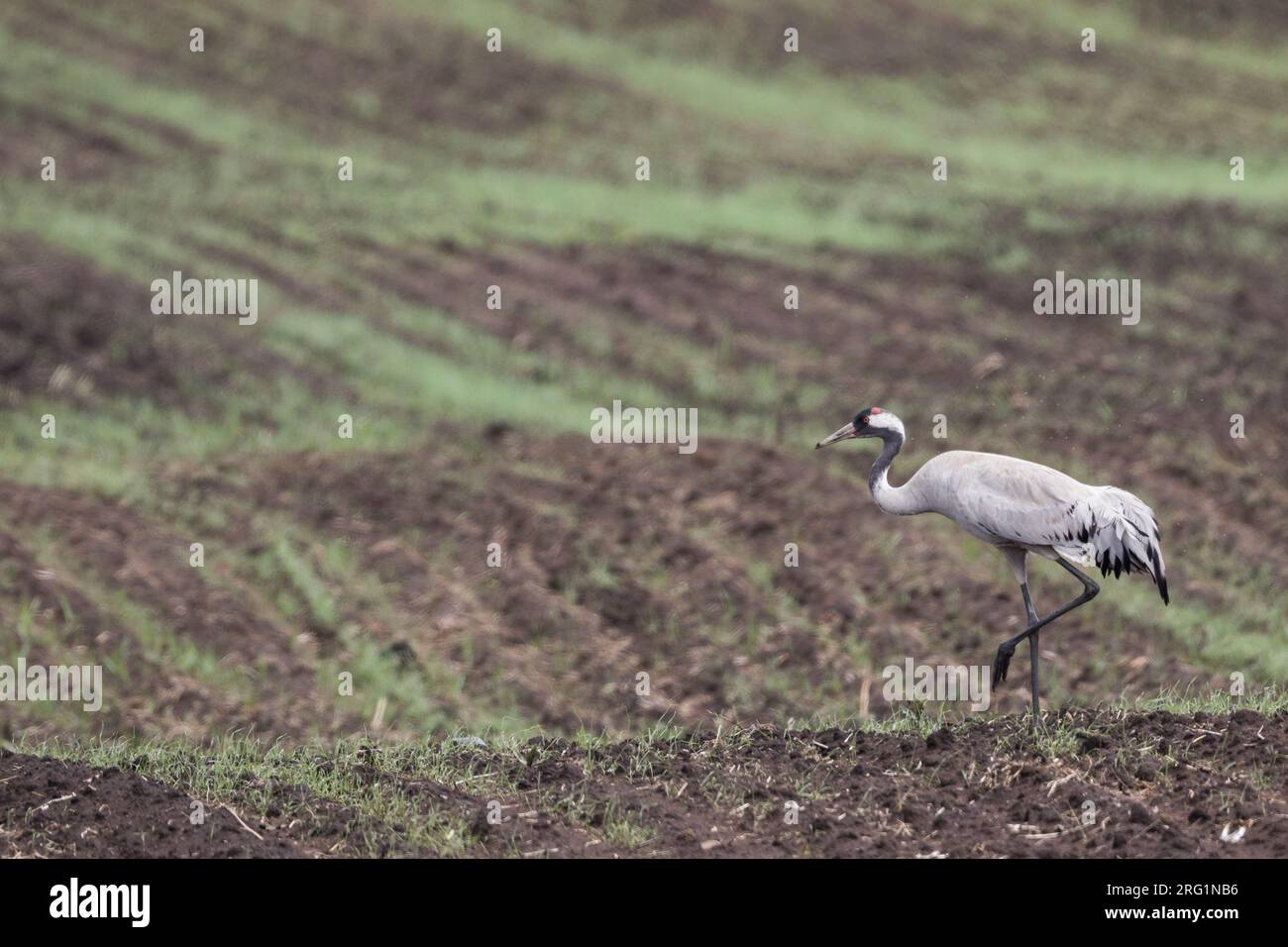 Common Crane (Grus grus ssp. grus), Russia (Baikal), adult walking in ...