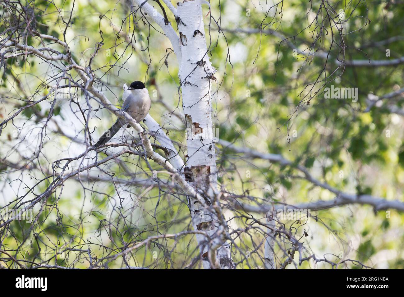 Asian Azure-winged Magpie (Cyanopica cyanus cyanus), Russia (Baikal ...