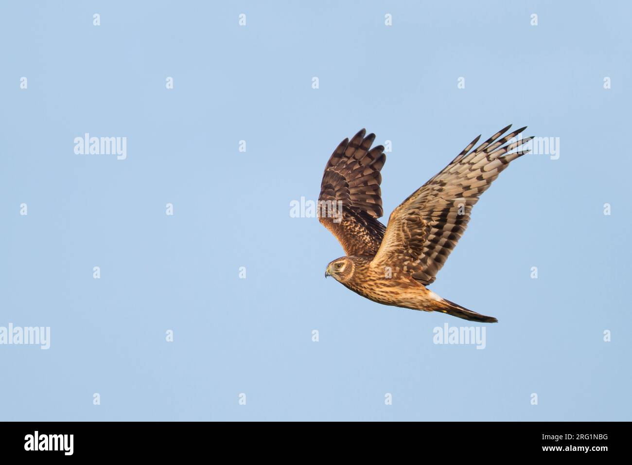 Hen Harrier (Circus cyaneus), Germany, first-year in flight, showing ...