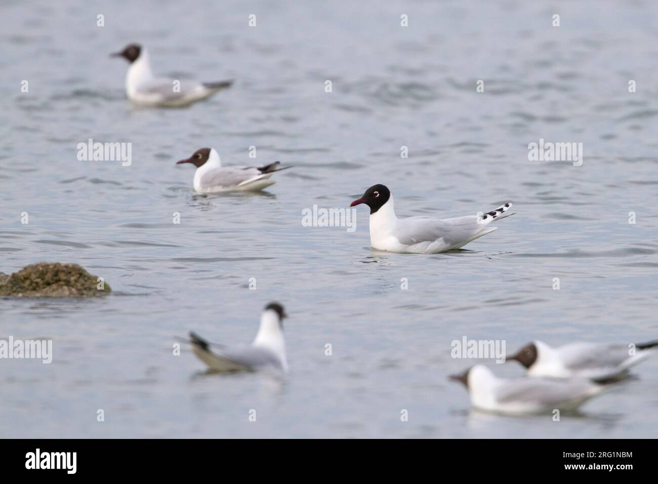 Hybrid Black-headed Gull x Mediterranean Gull (Larus ridibundus x ...
