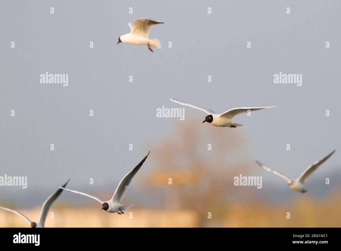 Hybrid Black-headed Gull x Mediterranean Gull (Larus ridibundus x ...