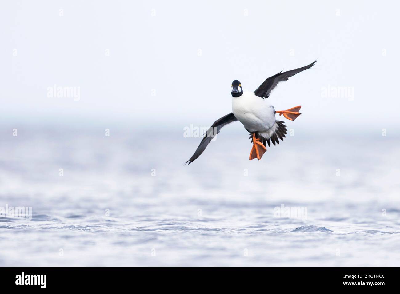 Adult male Common Goldeneye, Bucephala clangula ssp. clangula) landing ...