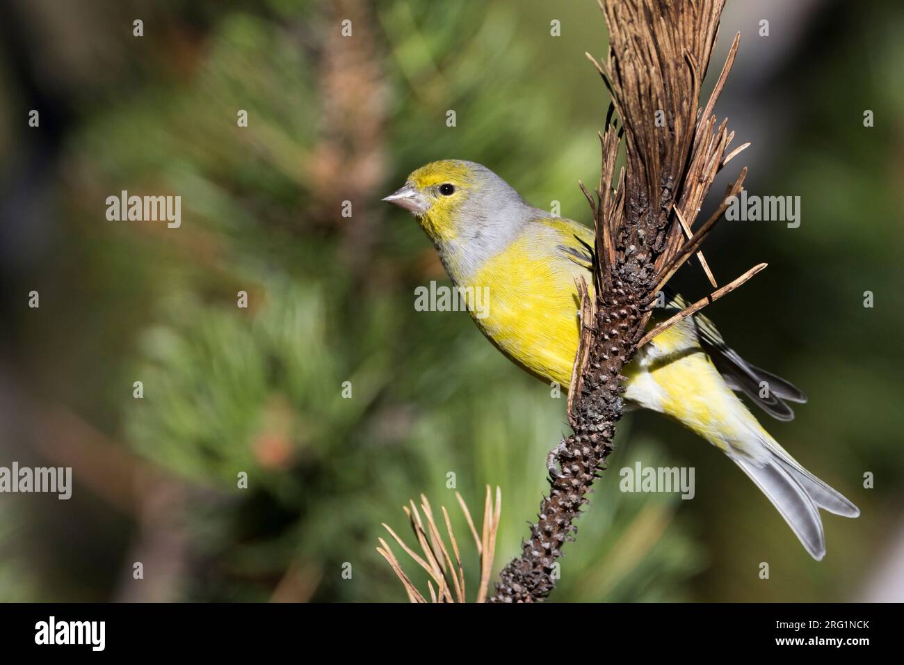 Adult male Citril Finch (Carduelis citrinella) perched on pine twig in ...