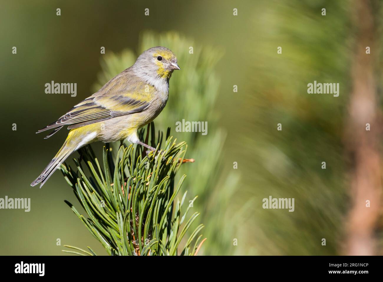 Adult female Citril Finch (Carduelis citrinella) perched on top of a ...