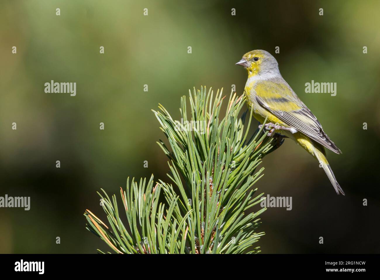 First-winter male Citril Finch (Carduelis citrinella) perched on top of ...