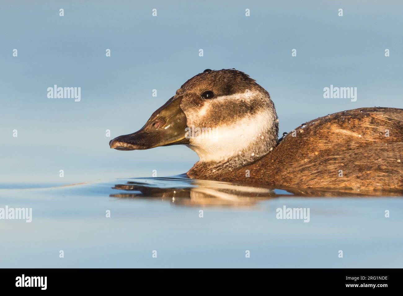 First-winter White-headed Duck (Oxyura leucocephala) swimming with ...