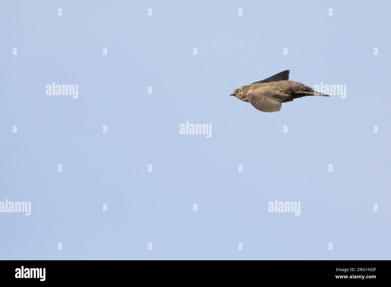 First-winter Crag Martin (Ptyonoprogne rupestris) flying in Switzerland ...