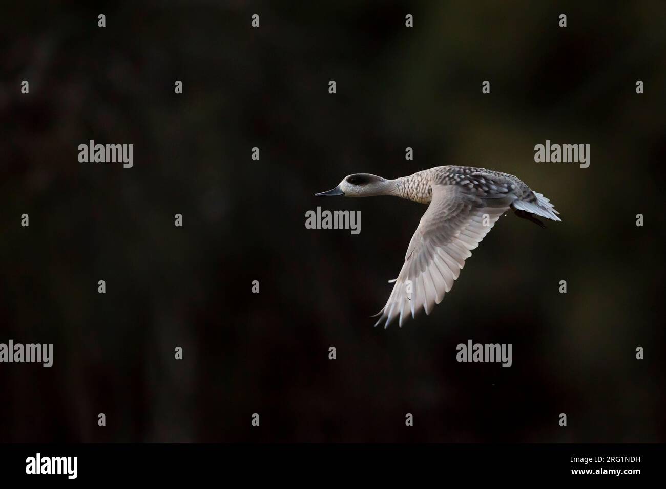 Adult male Marbled Teal (Marmaronetta angustirostris) flying above a ...