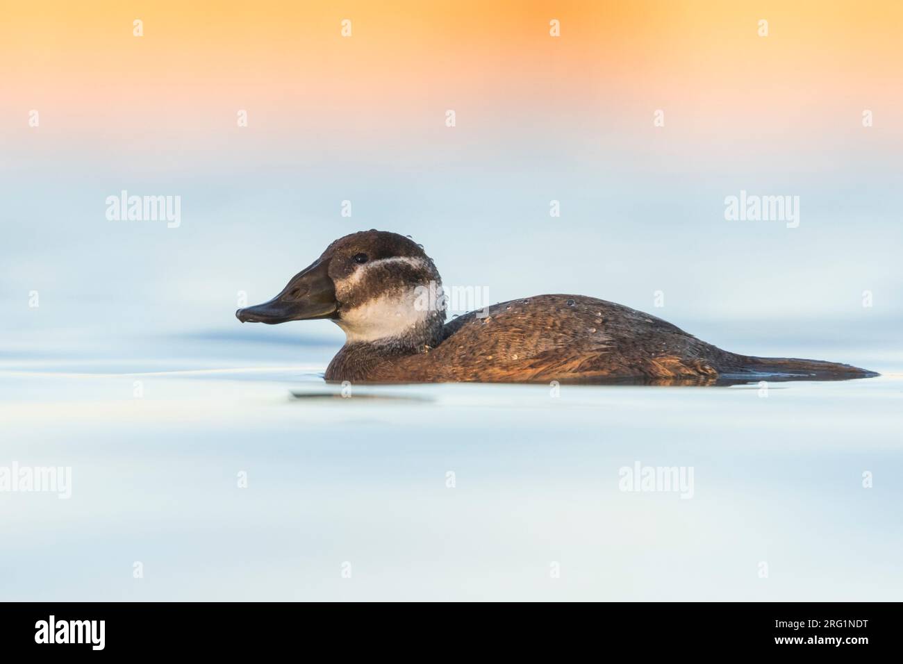 First-winter White-headed Duck (Oxyura leucocephala) swimming with ...