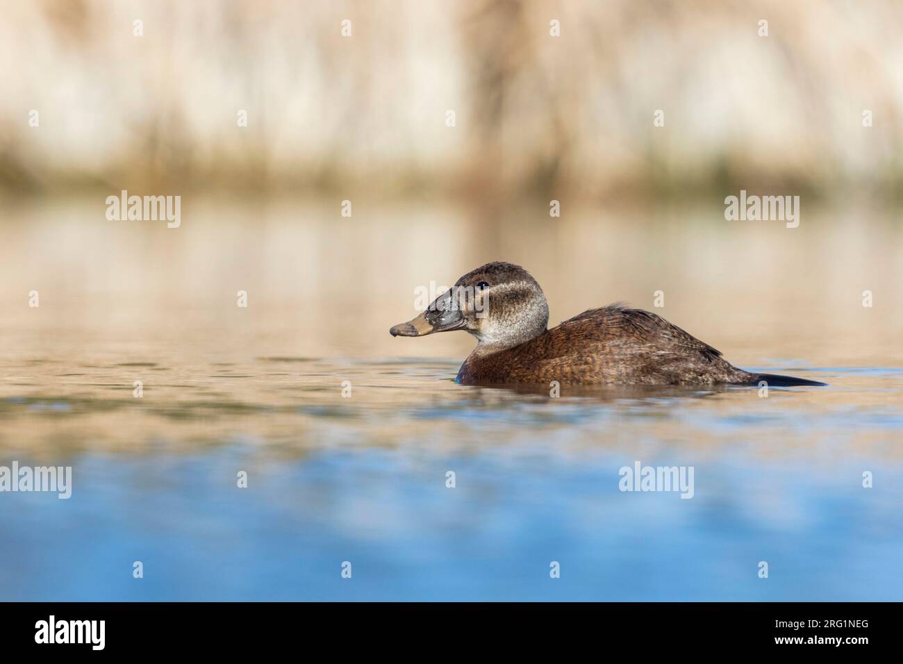 Probably adult female White-headed Duck (Oxyura leucocephala) swimming ...