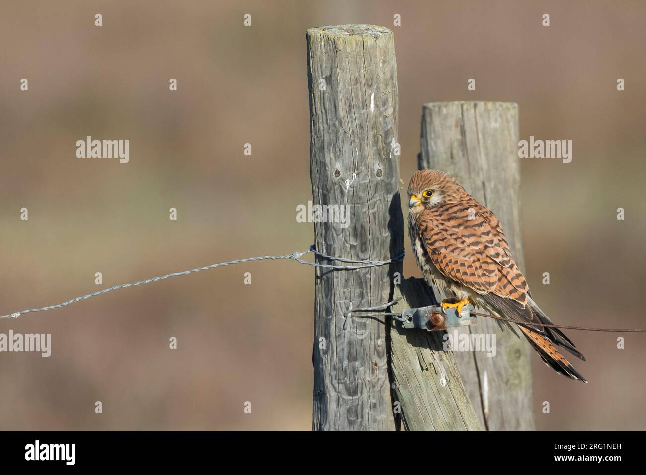 Female Lesser Kestrel (Falco naumanni) wintering in southern Spain ...