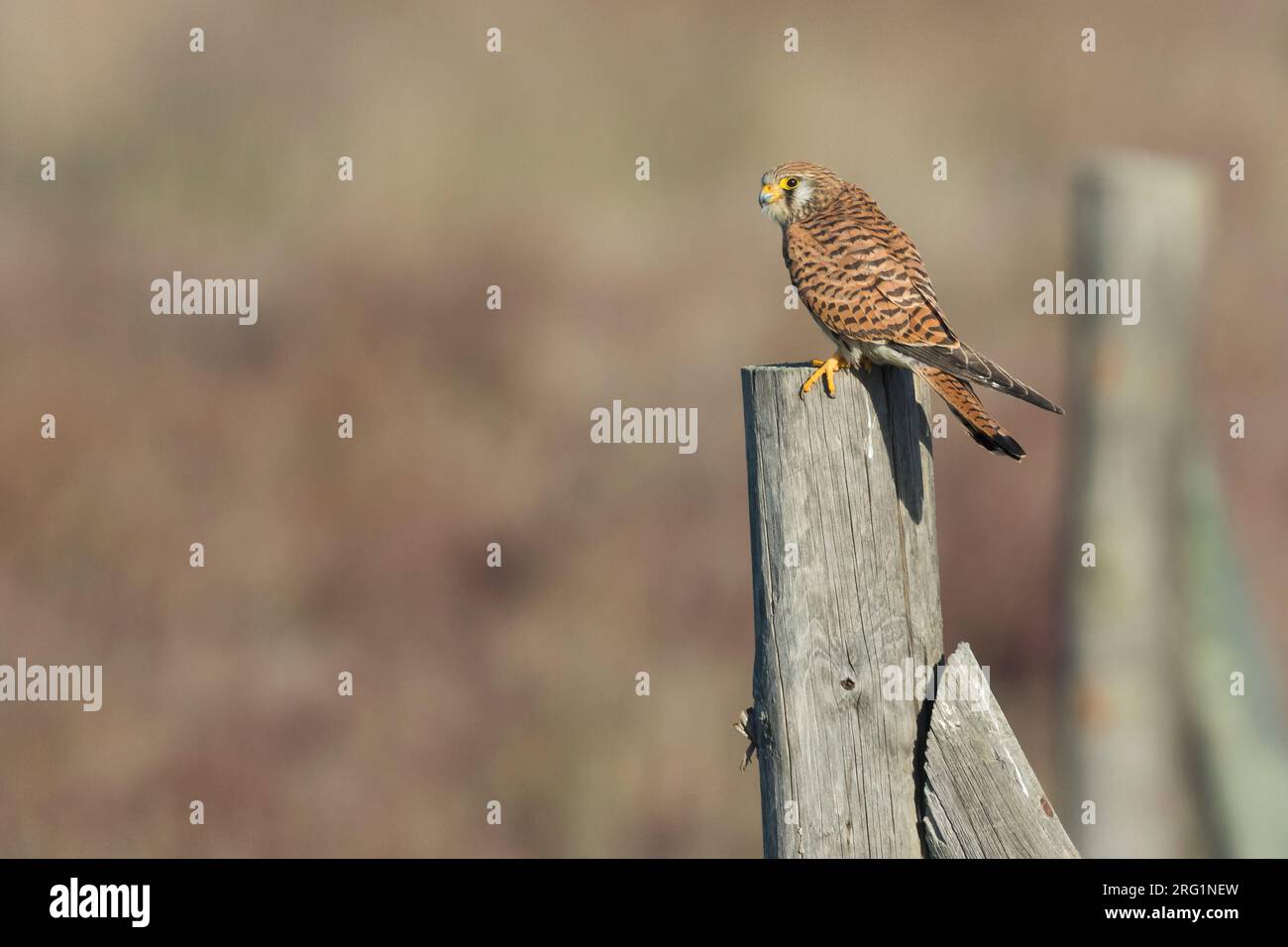 Female Lesser Kestrel (Falco naumanni) wintering in southern Spain ...