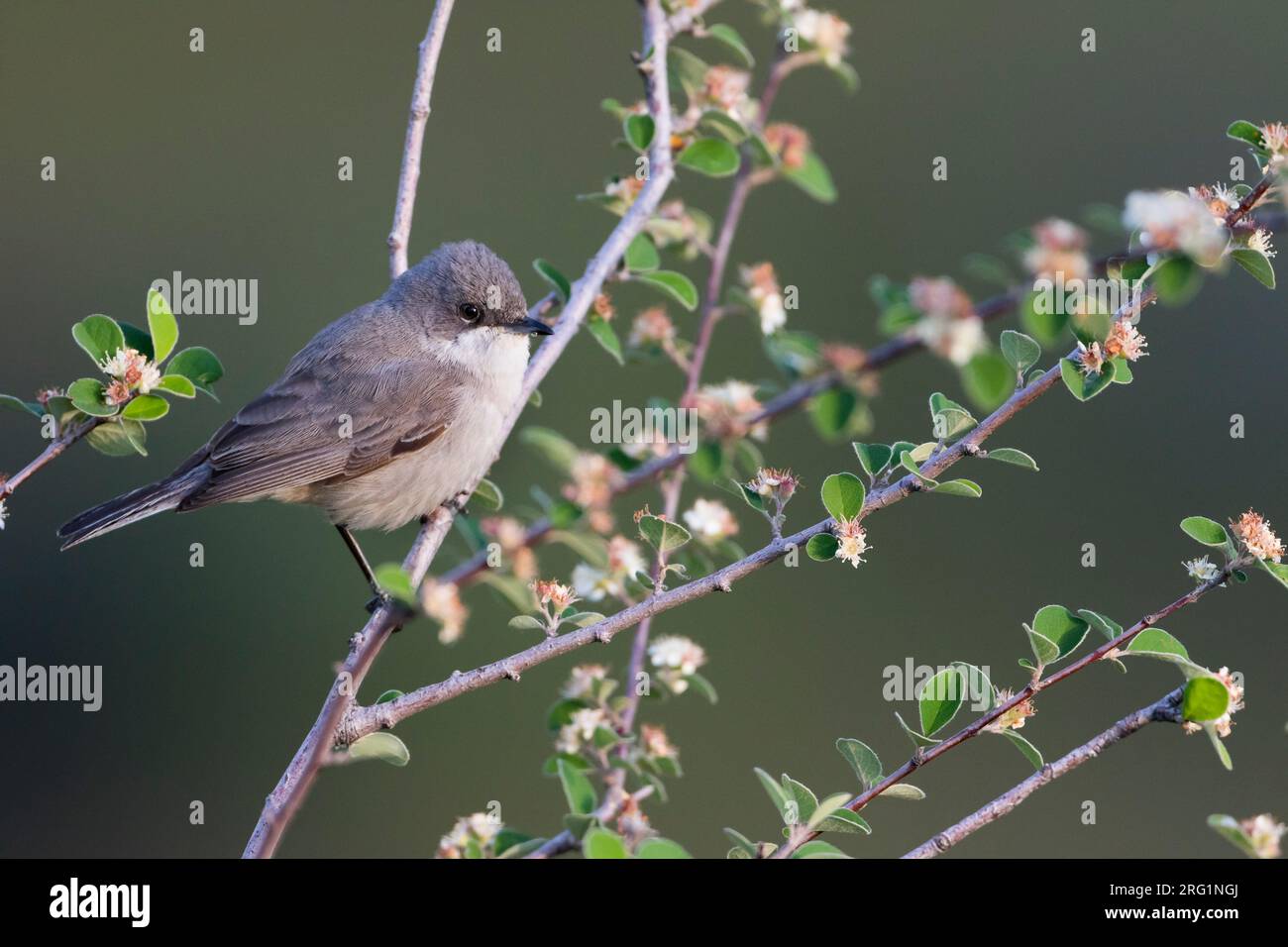 Adult Hume's Whitethroat (Sylvia althaea) during spring in Tajikistan ...