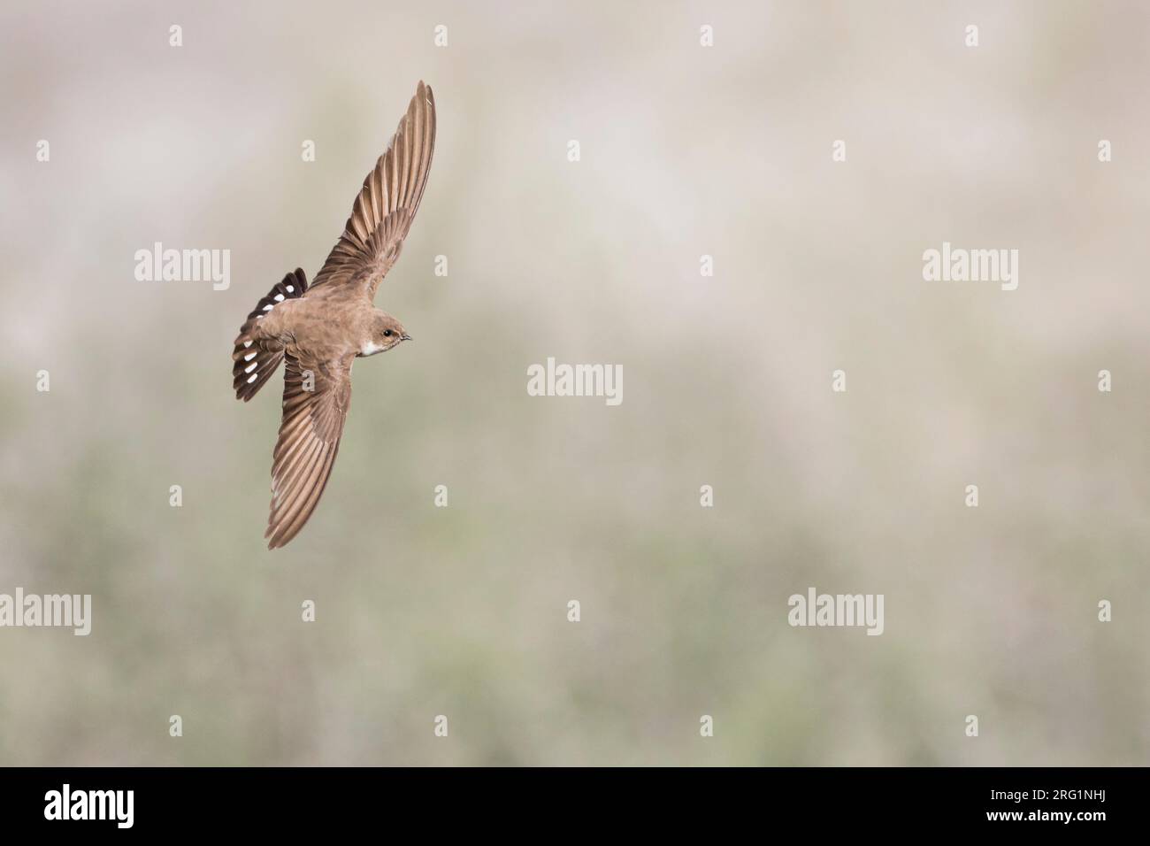 Crag Martin (Ptyonoprogne rupestris) in Tajikistan, adult bird in ...