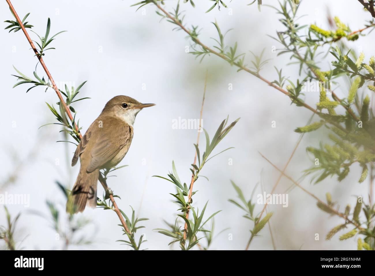 Adult Large-billed Reed-warbler (Acrocephalus orinus) in Tajikistan ...