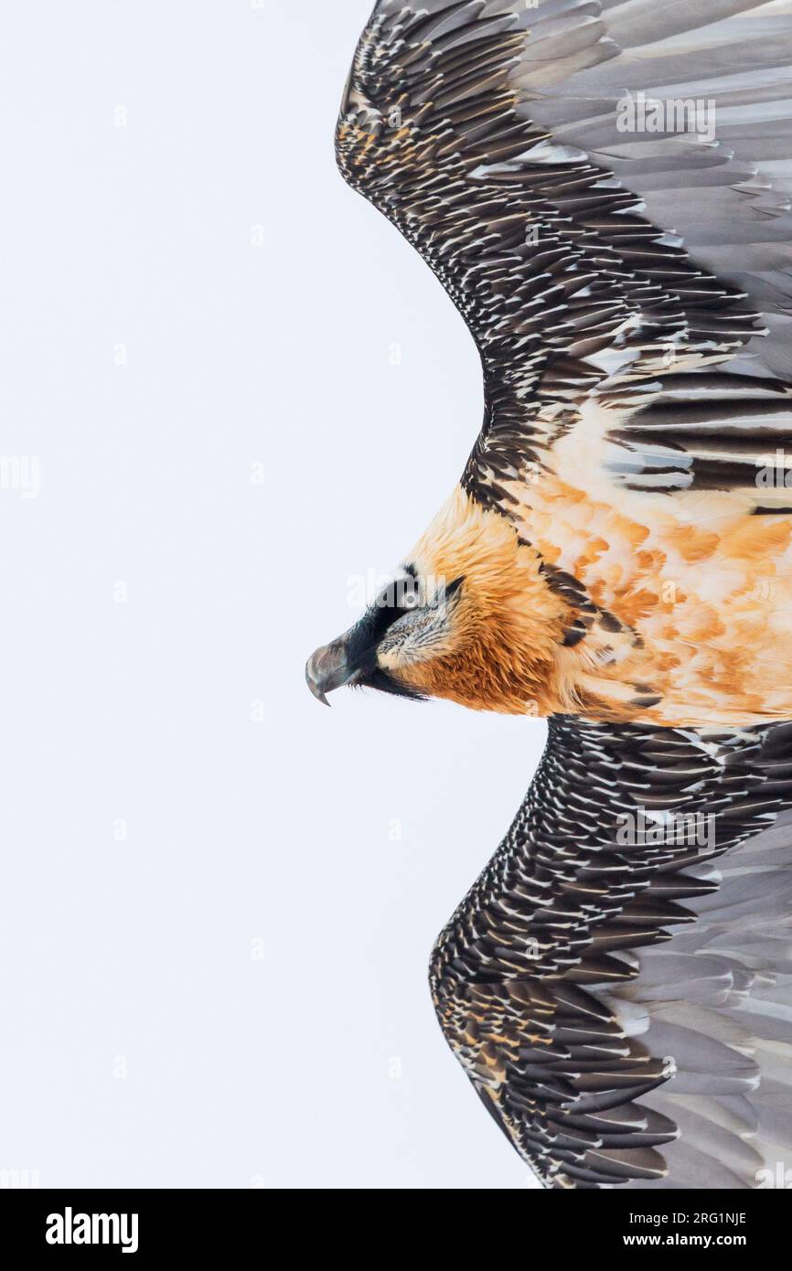 Adult Bearded Vulture (Gypaetus barbatus barbatus), in flight close ...