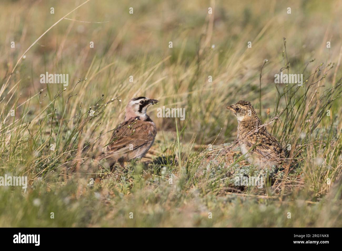 Steppe Horned Lark, Eremophila alpestris brandtii, Russia (Baikal ...