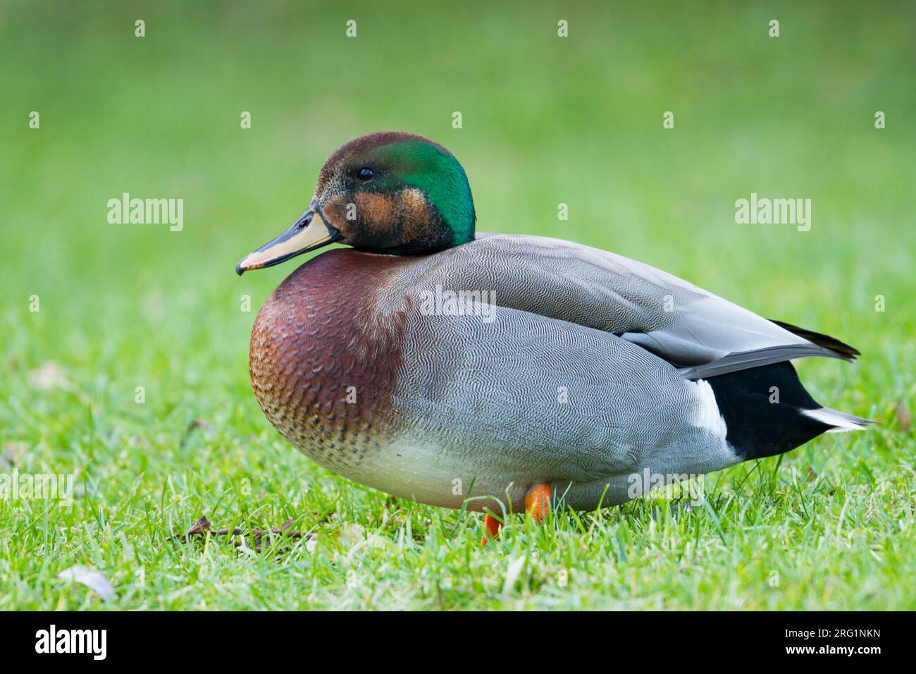 Adult male hybrid Gadwall x Mallard (Anas streperea x platyrhynchos) in ...