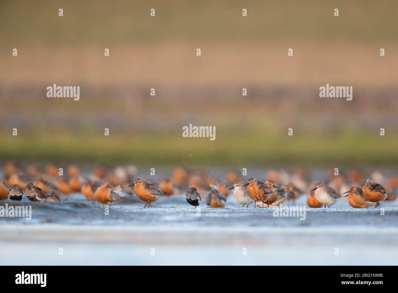 Species red knot hi-res stock photography and images - Alamy