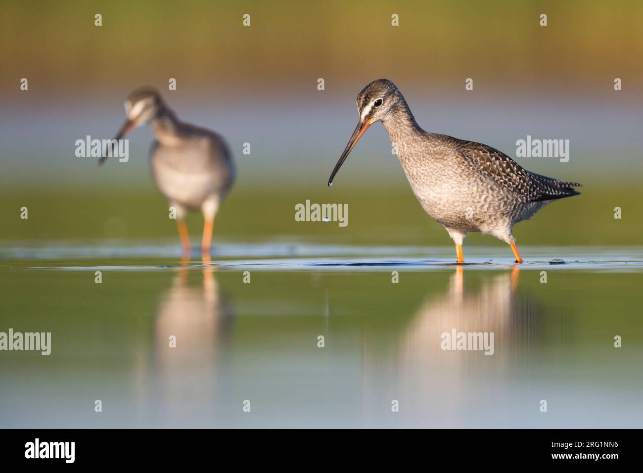 First-winter Spotted Redshanks (Tringa erythropus) foraging in shallow ...