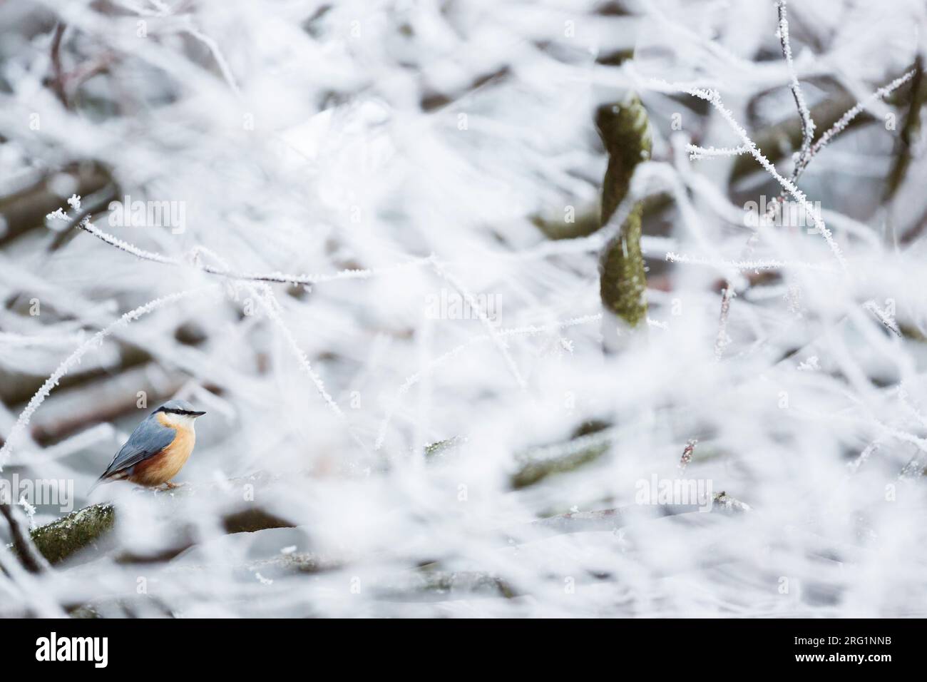 European Nuthatch (Sitta europaea caesia) in Germany. Sitting in frost ...