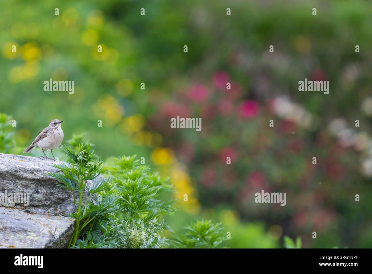 Adult Water Pipit (Anthus spinoletta spinoletta) in breeding plumage in ...