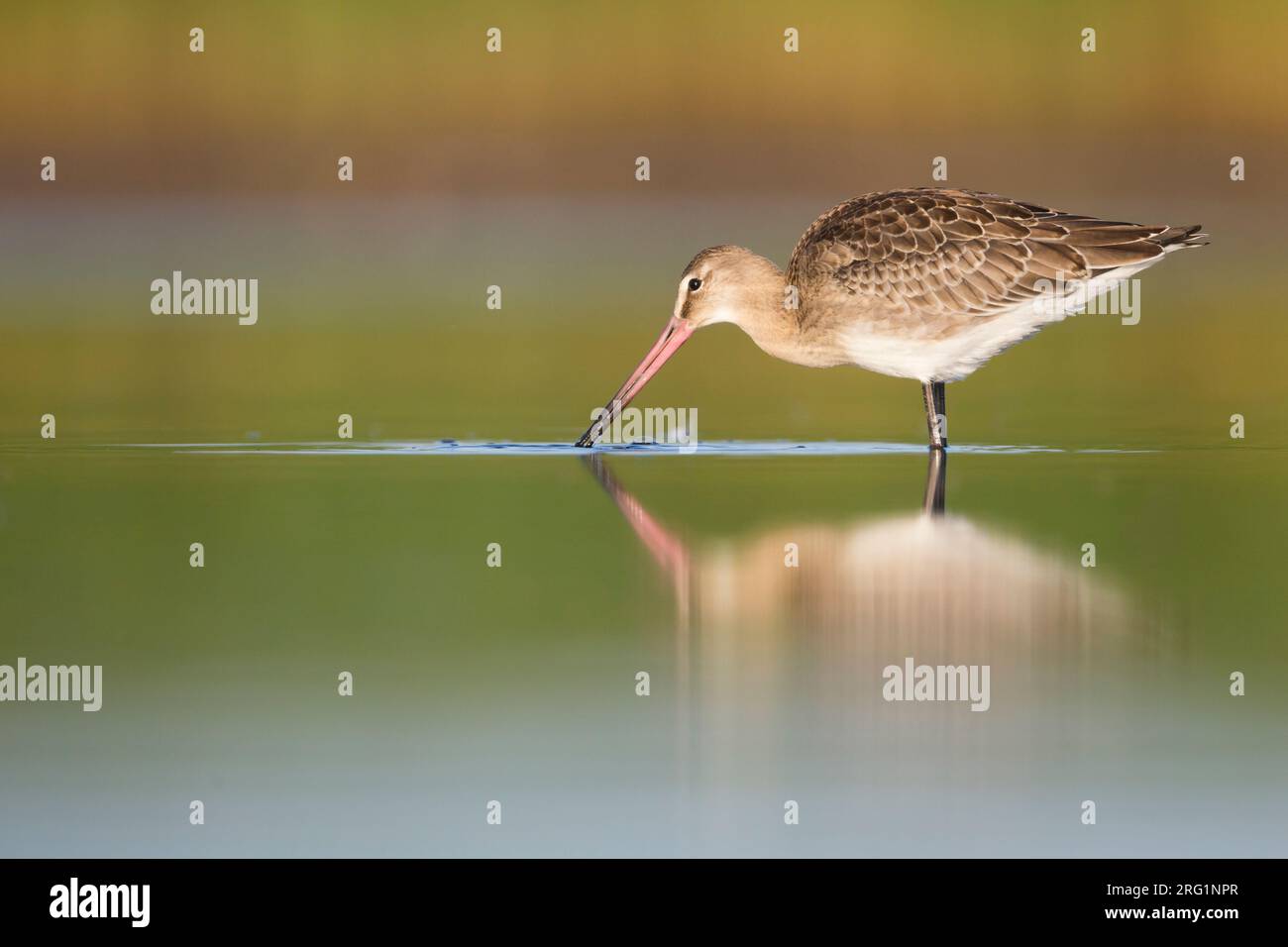 Black-tailed Godwit (Limosa limosa ssp. limosa) Germany, juvenile in ...