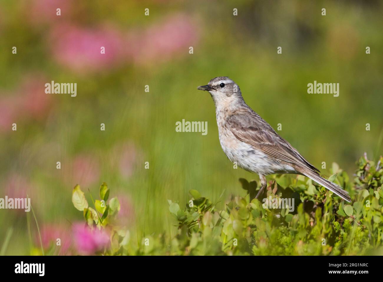 Adult Water Pipit (Anthus spinoletta spinoletta) in breeding plumage in ...