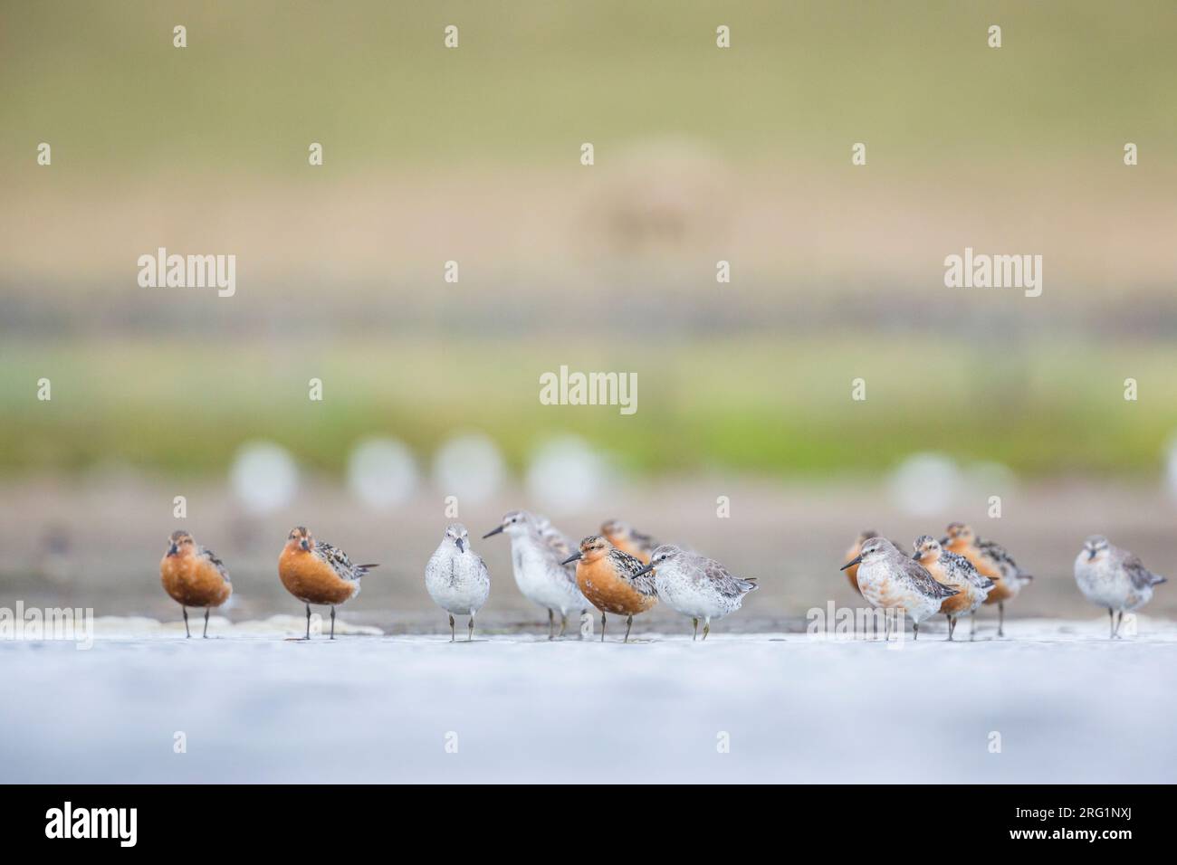 Red Knot (Calidris canutus) Germany, adult, breeding and nonbreeding ...