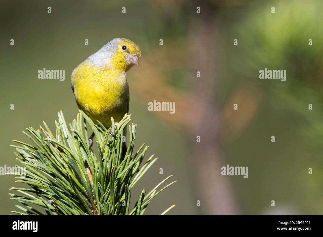 Adult male Citril Finch (Carduelis citrinella) perched on top of a pine ...