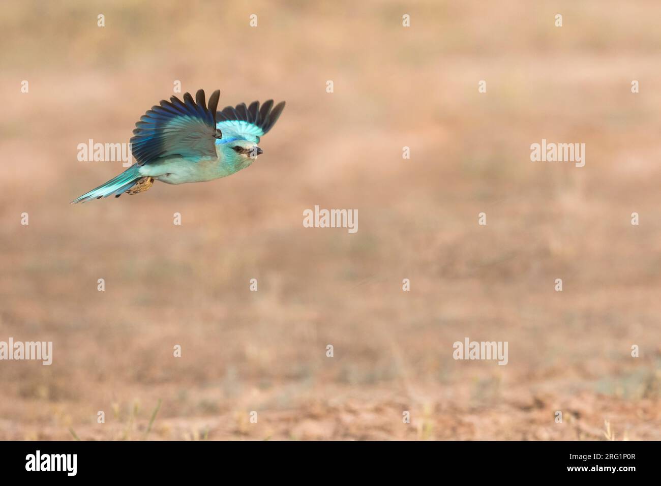 European Roller (Coracias garrulus) in flight Stock Photo - Alamy