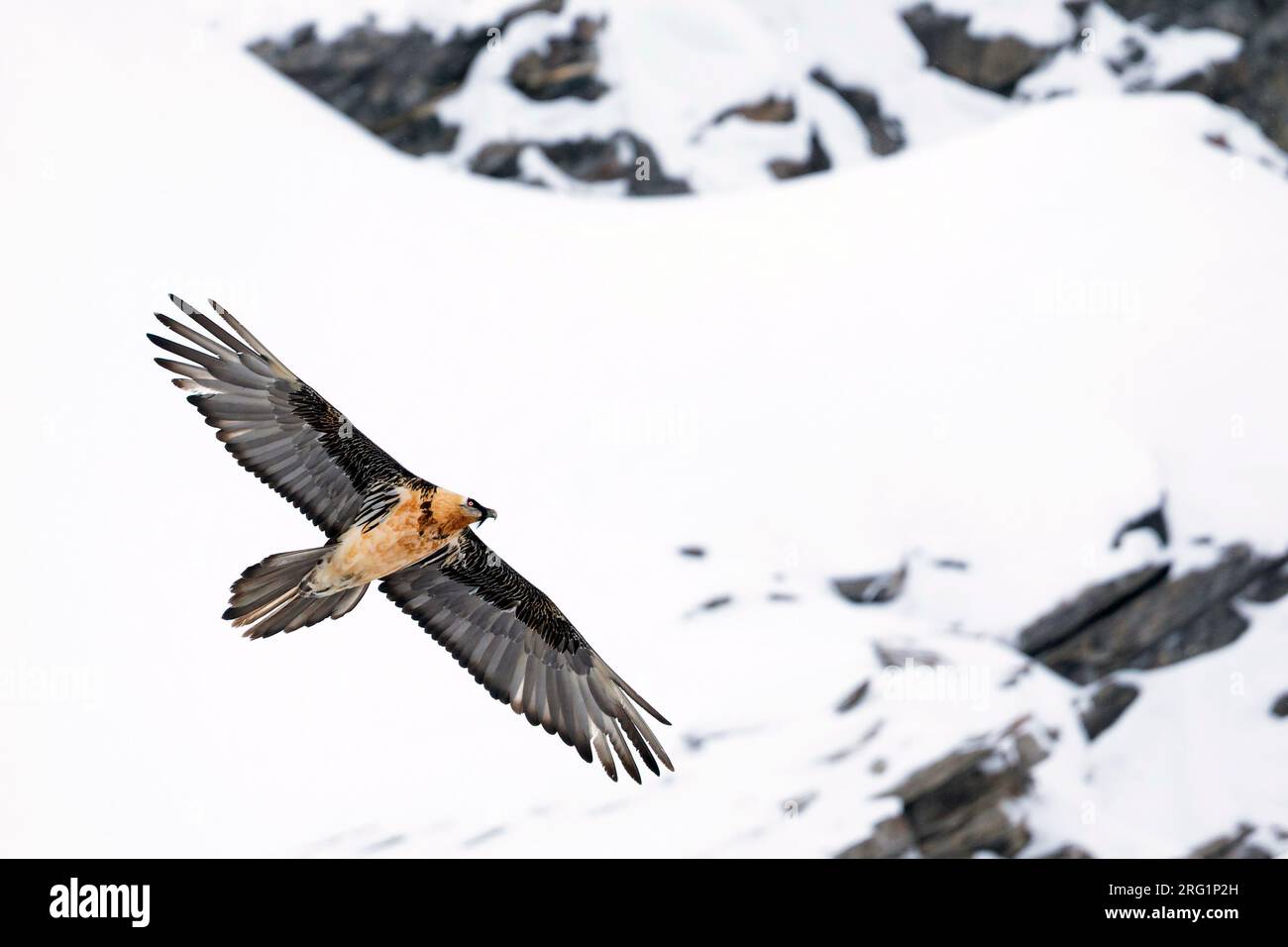 Adult Bearded Vulture (Gypaetus barbatus barbatus), in flight over snow ...