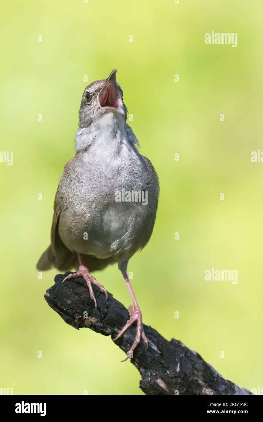 Adult Gray's Grasshopper Warbler (Locustella fasciolata) in Russia ...