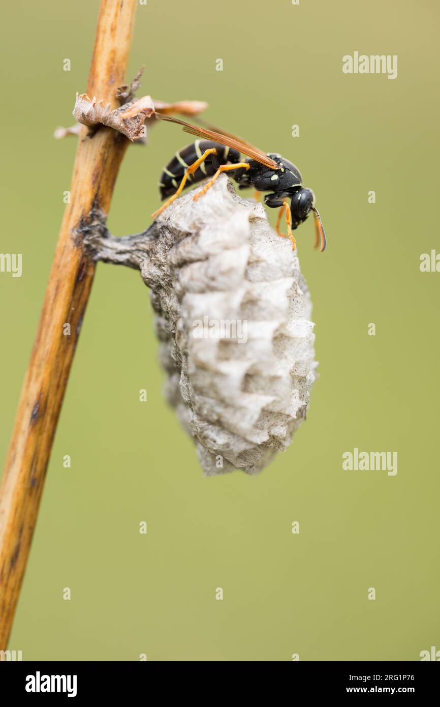 Polistes nimpha, a eusocial paper wasp, at its colony near lake Baikal ...