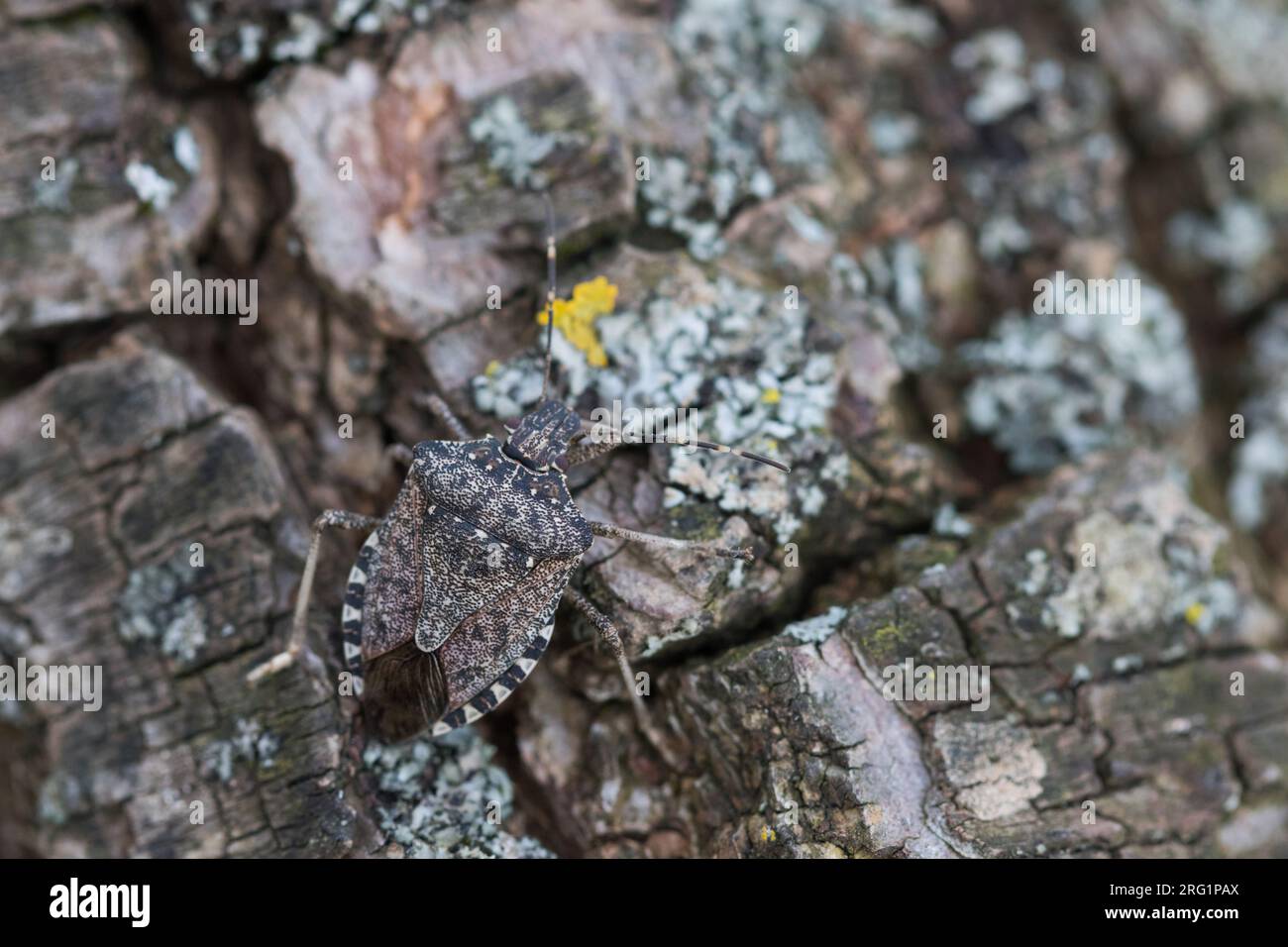 Halyomorpha halys - Brown marmorated stink bug - Marmorierte Baumwanze ...