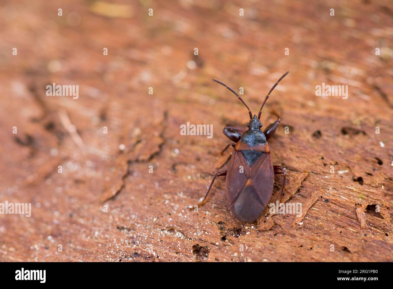 Gastrodes crossipes - Pine cone bug - Kiefernzapfenwanze, Germany ...
