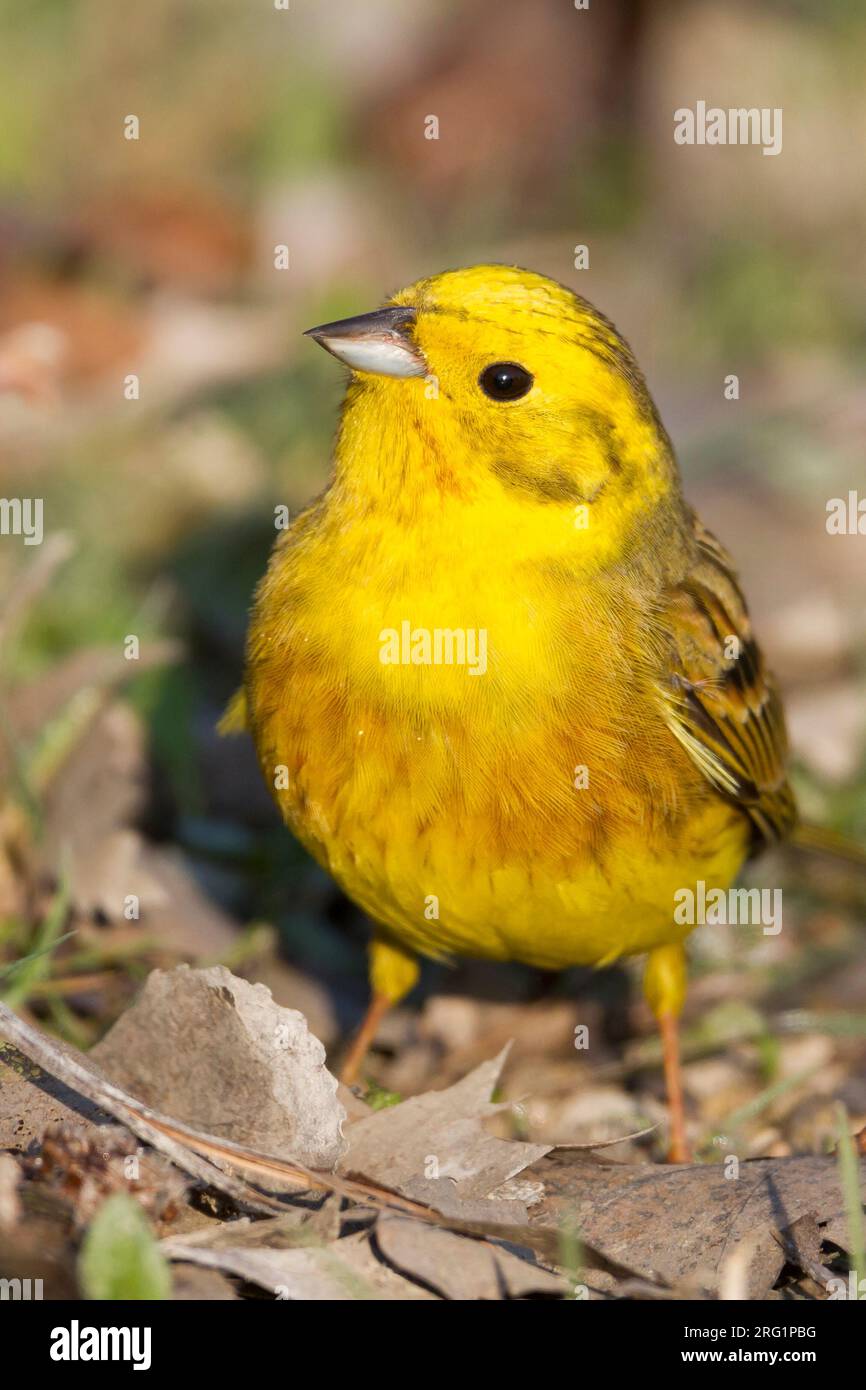 Yellowhammer close up hi-res stock photography and images - Alamy