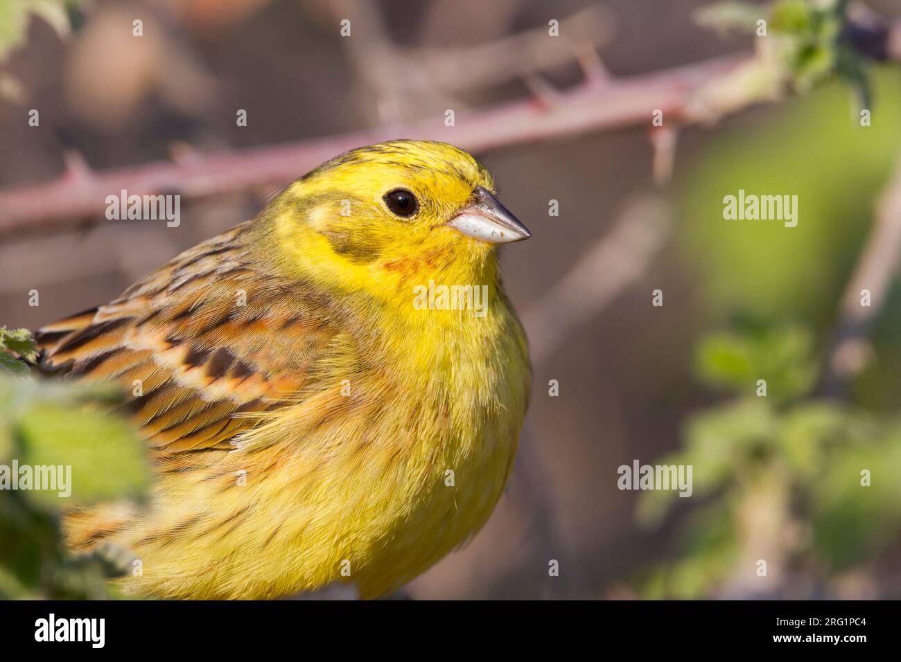 Adult male Yellowhammer (Emberiza citrinella citrinella) in Germany ...