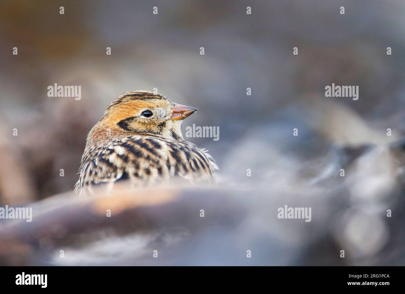 Lapland Bunting (Calcarius lapponicus lapponicus), also known as ...
