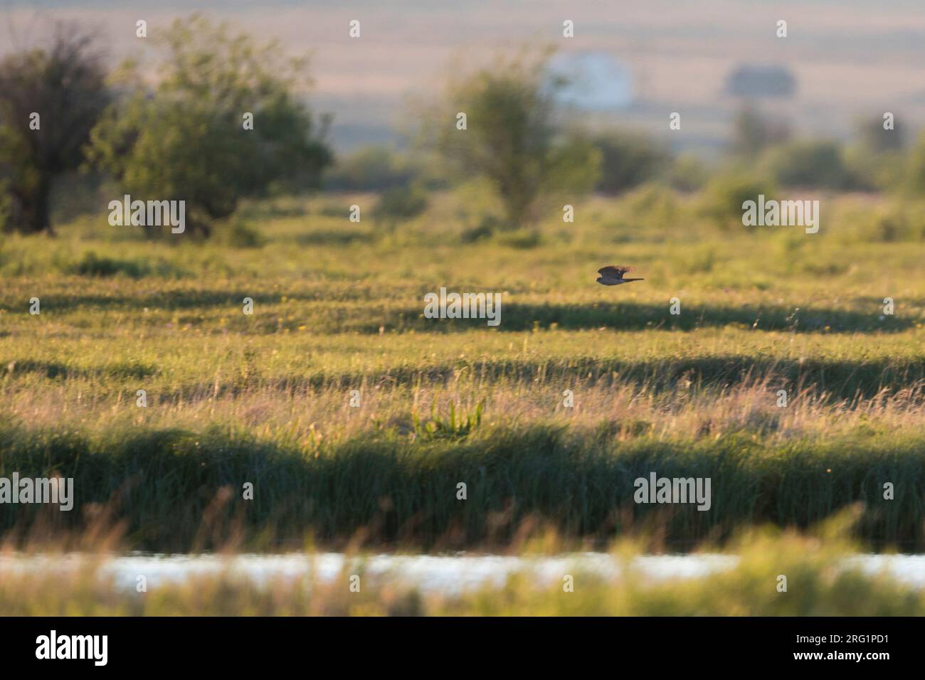 Eurasian Sparrowhawk (Accipiter nisus ssp. nisosimilis), Russia (Baikal ...