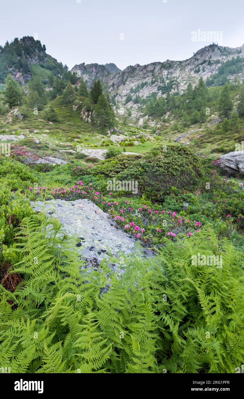 Piora hi-res stock photography and images - Alamy