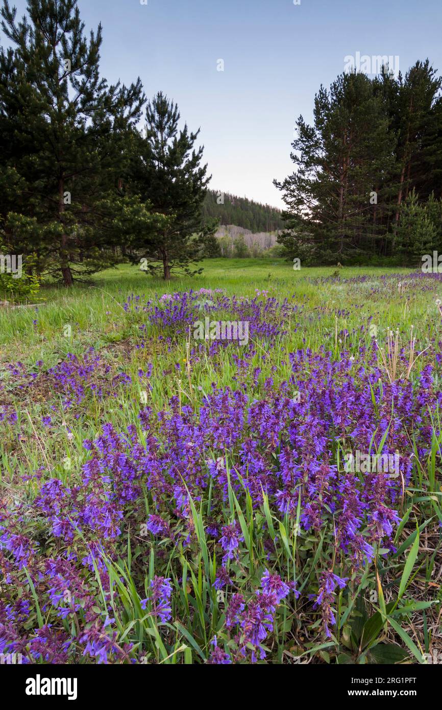 Purple flowers in forest clearing in Barguzin valley, Russia (Buryatia ...